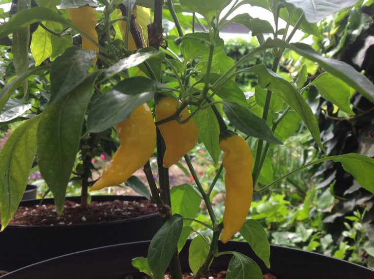 Lemon Drop Chili | 🌶️ Wildcapsicum.org