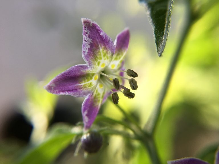 Capsicum eximium | 🌶️ Wildcapsicum.org