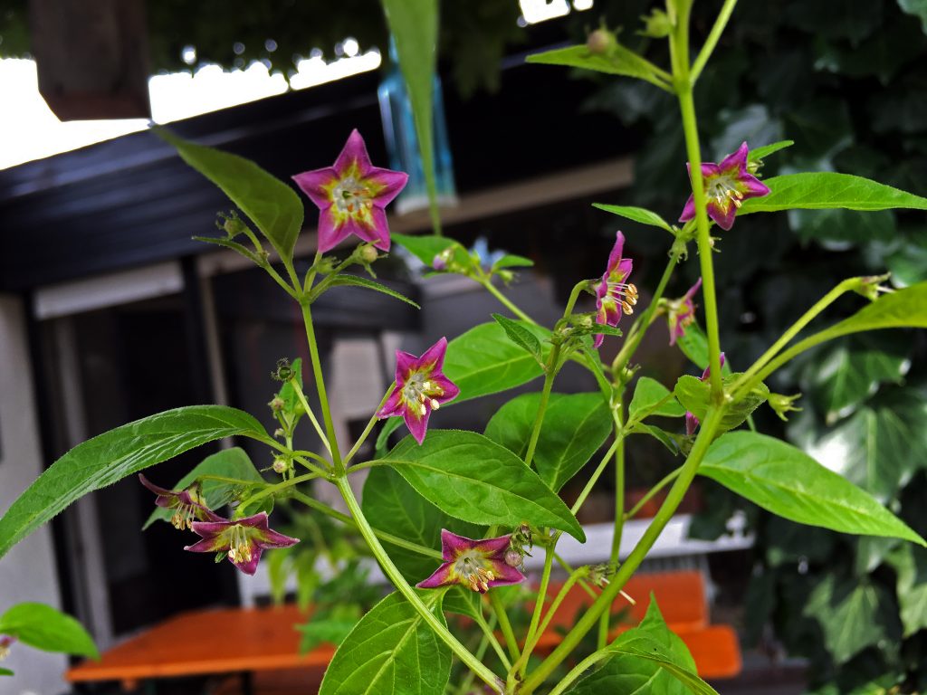 Capsicum eximium | 🌶️ Wildcapsicum.org